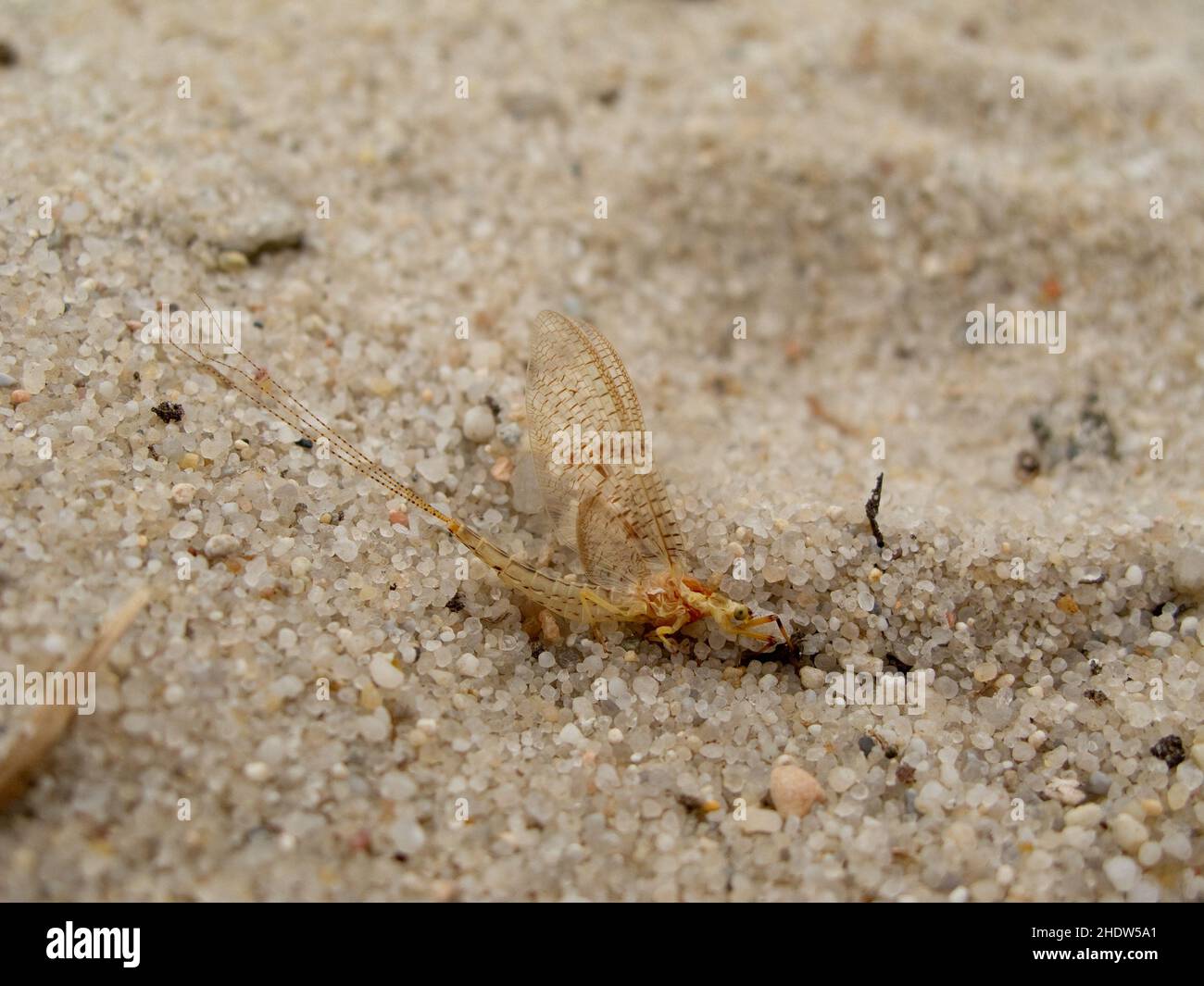 Flying mayflies hi-res stock photography and images - Alamy