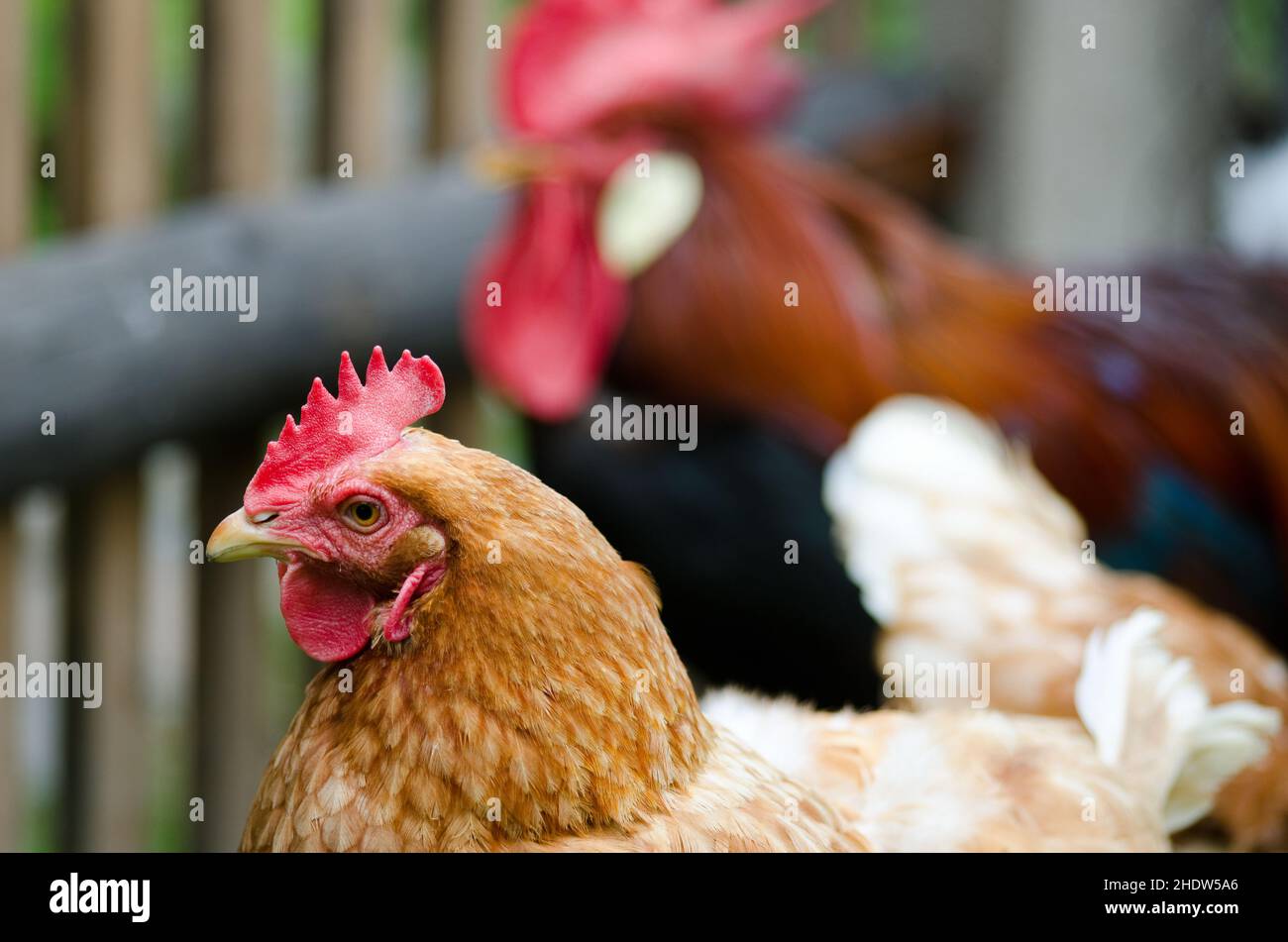 Rooster portrait portraits hi-res stock photography and images - Alamy