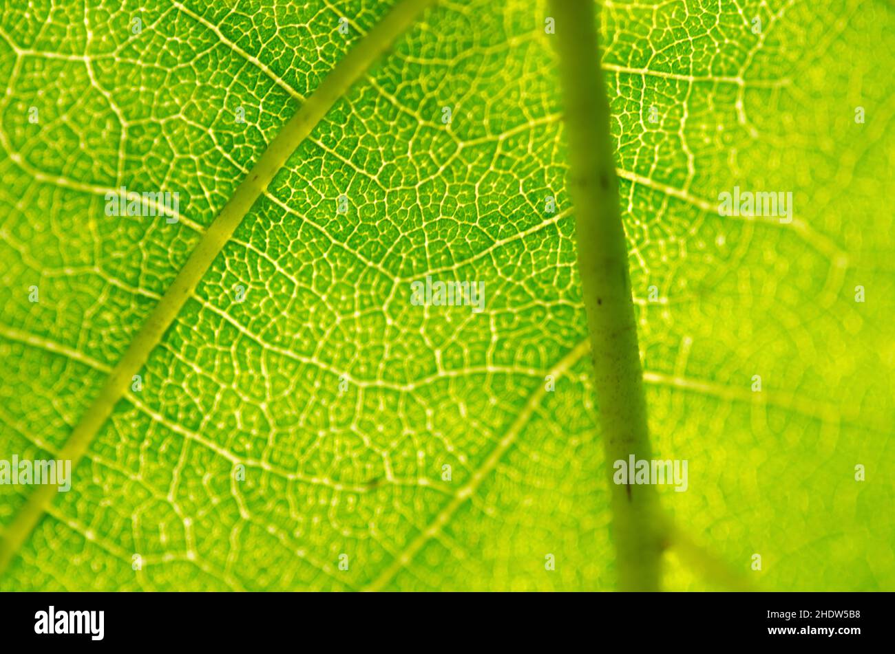 vein, leaf, veins, leafs Stock Photo - Alamy