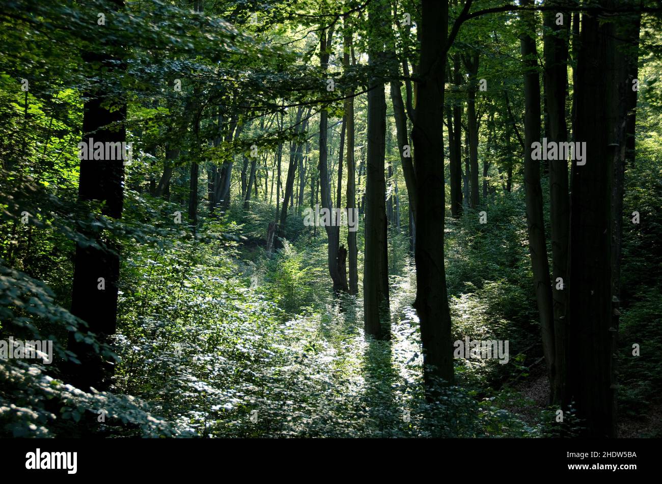forest, glade, forests, wood, woodland, woods, glades Stock Photo - Alamy