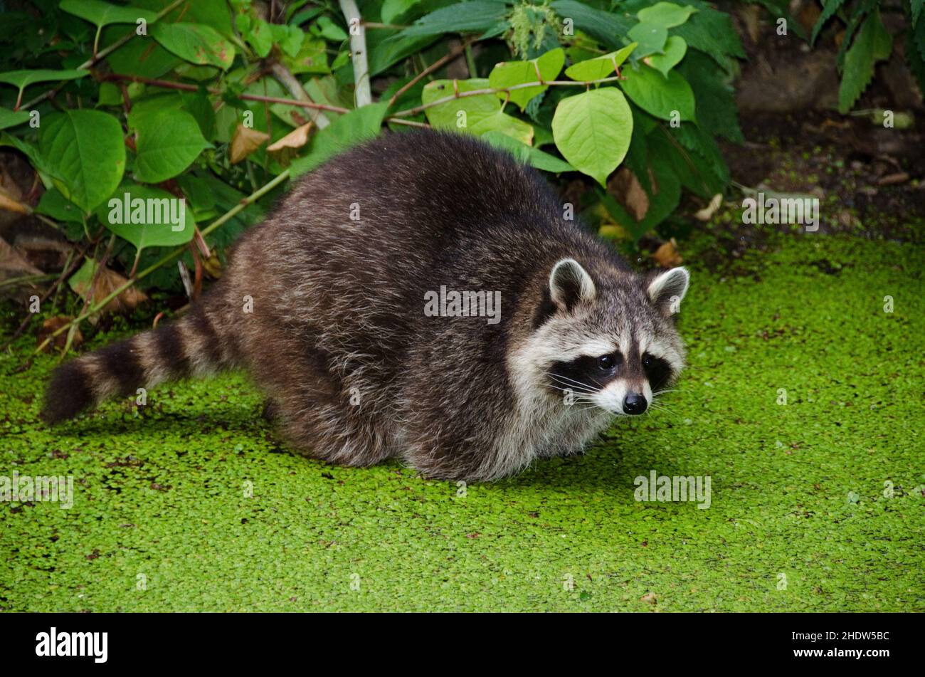 raccoon, procyonidae, raccoons Stock Photo - Alamy