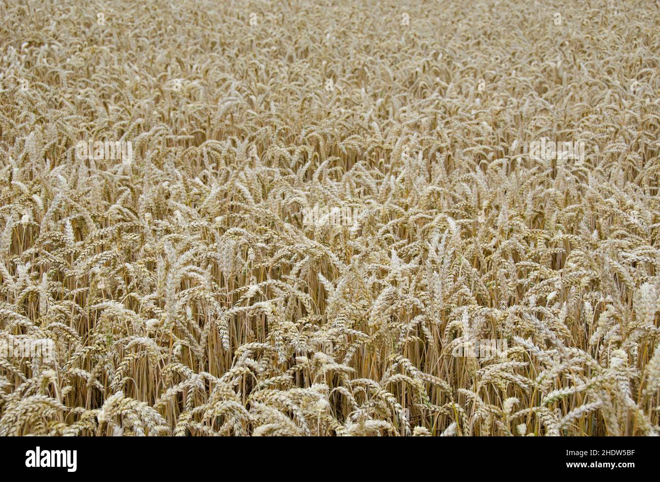 wheat field, grainfield, wheat fields, grainfields Stock Photo - Alamy