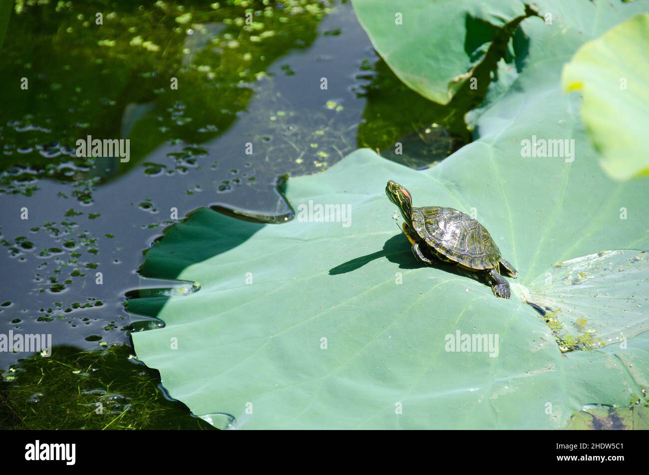 turtle, Trachemys scripta, pond slider , turtles Stock Photo - Alamy