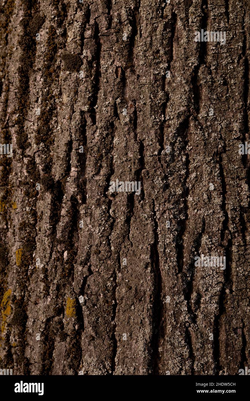 Perpendicular section hi-res stock photography and images - Alamy