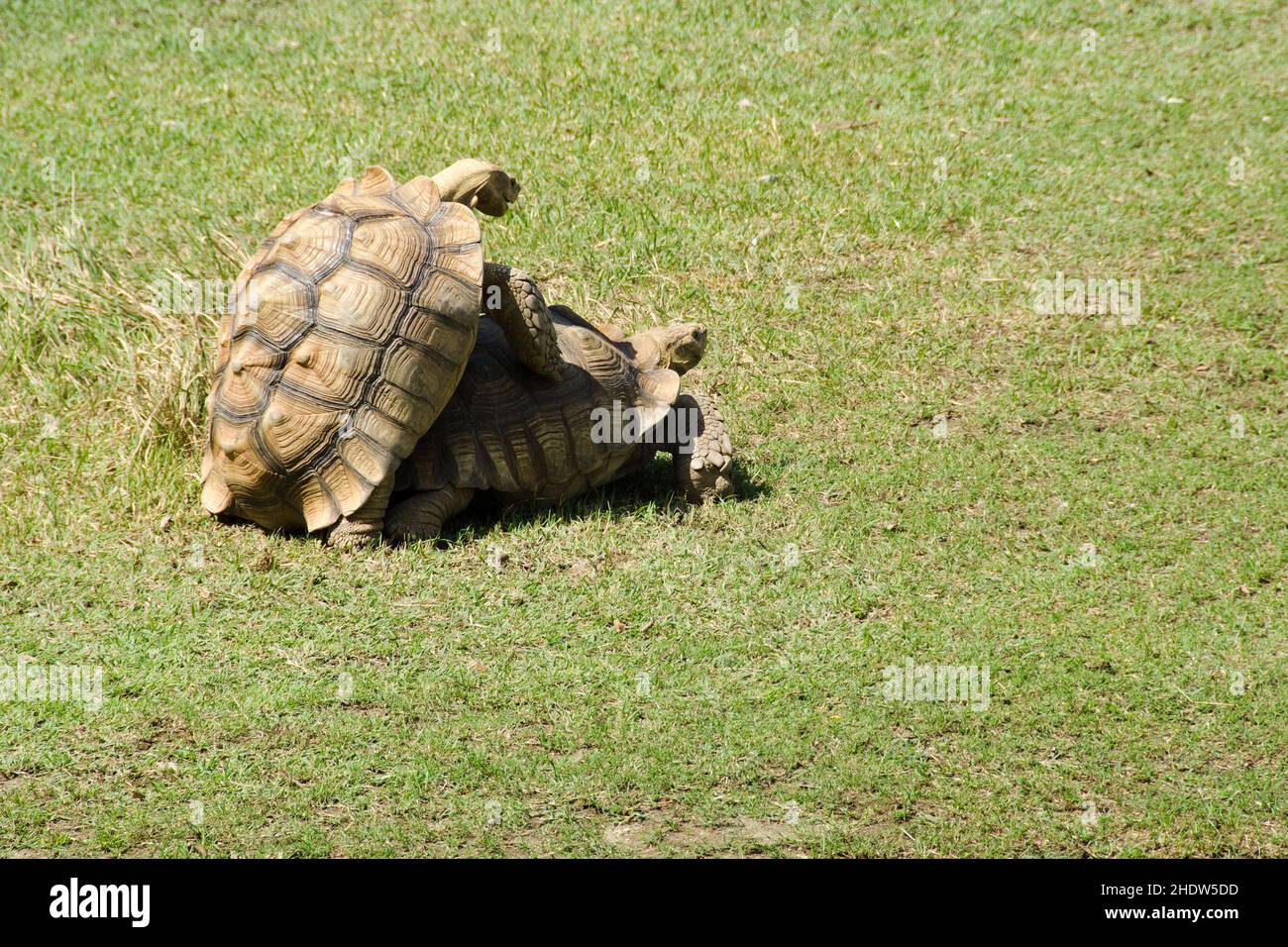 African spurred tortoises mating hi-res stock photography and images ...