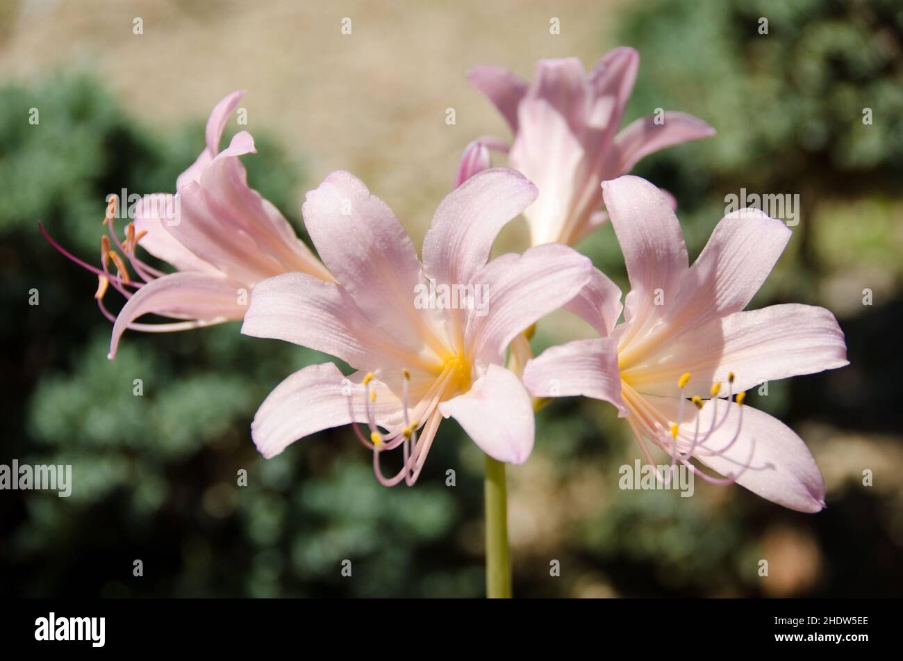 Lilies flowering hi-res stock photography and images - Alamy