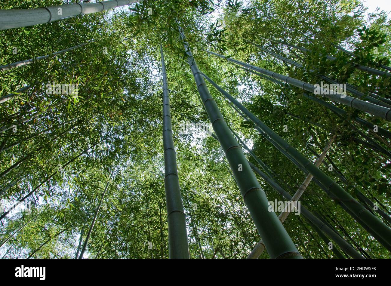 Forest bamboos hi-res stock photography and images - Alamy