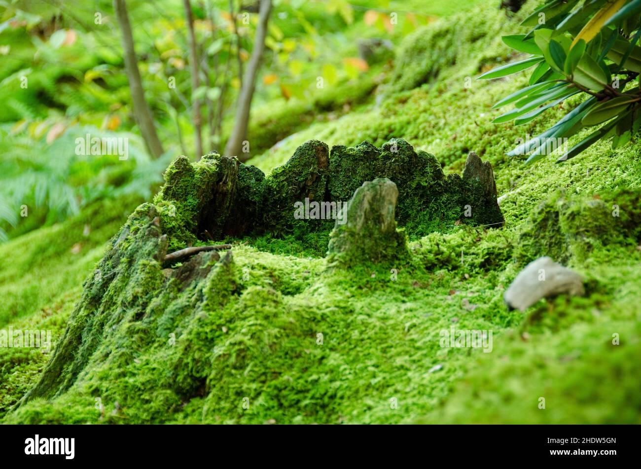forest, ground, forests, wood, woodland, woods, grounds Stock Photo - Alamy