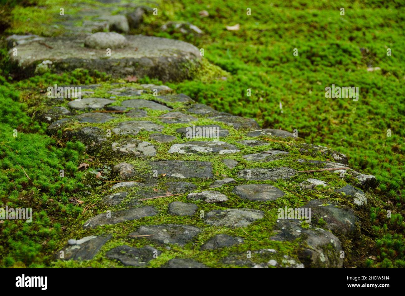 pathway, alley, pathways, trail Stock Photo - Alamy