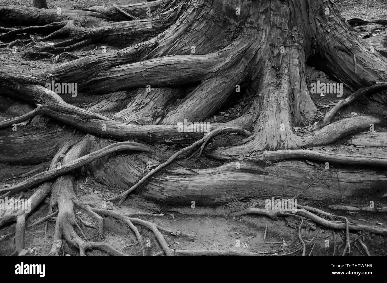 Growing root Black and White Stock Photos & Images - Alamy