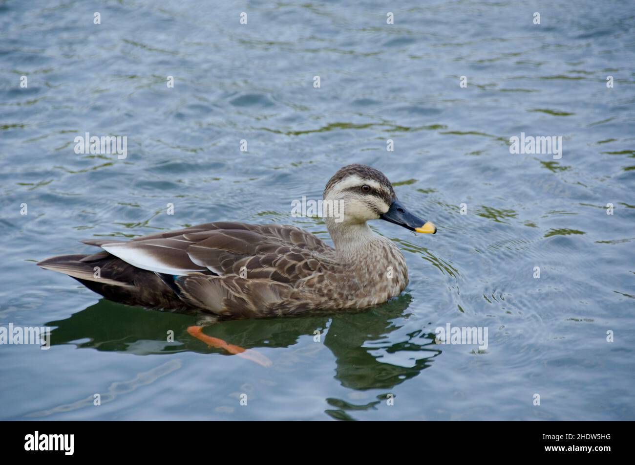 Indian spot-billed duck Stock Photo - Alamy