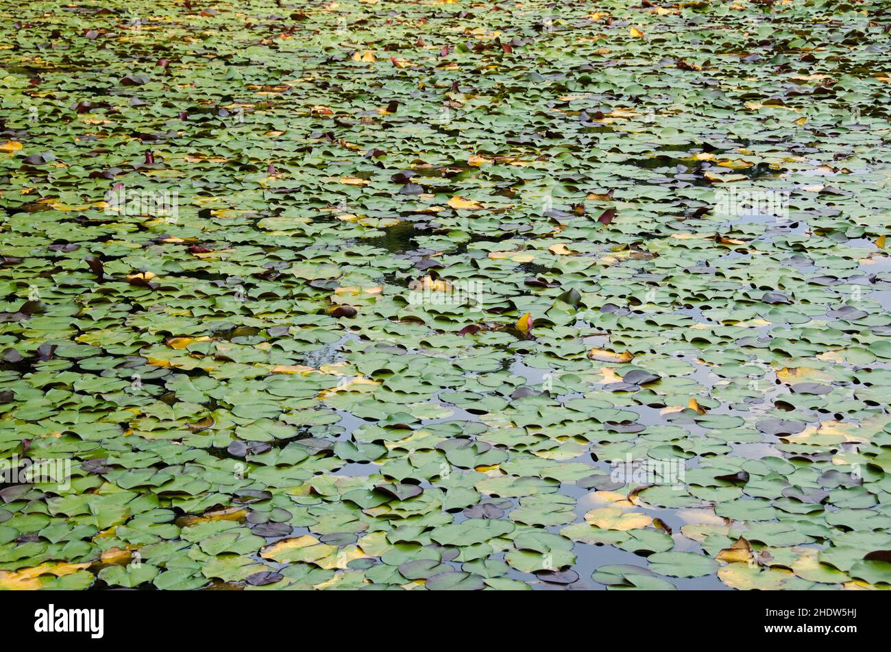 water lily pad, lily pad, lily pads, water lilies, water lily, water ...