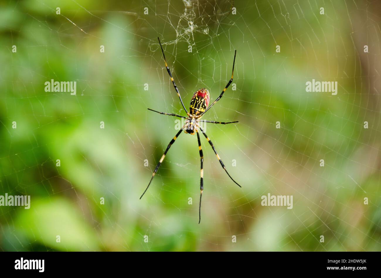 spider, nephila, spiders, nephilas Stock Photo - Alamy