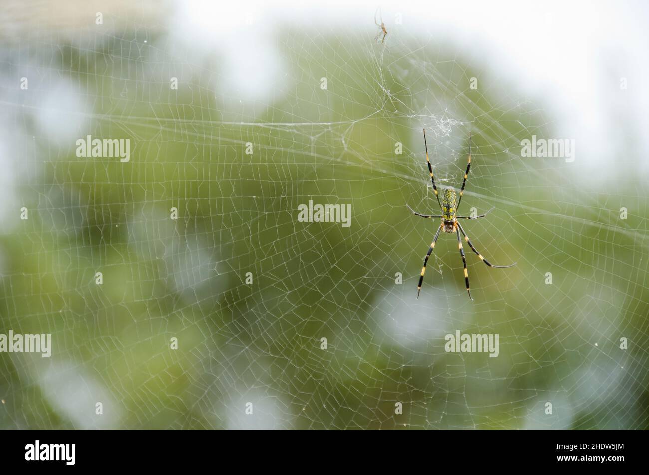 spider web, nephila, spider webs, nephilas Stock Photo - Alamy