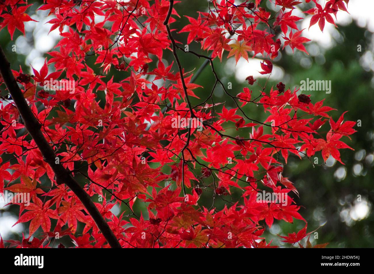 maple tree, maple, maple trees, maples Stock Photo - Alamy