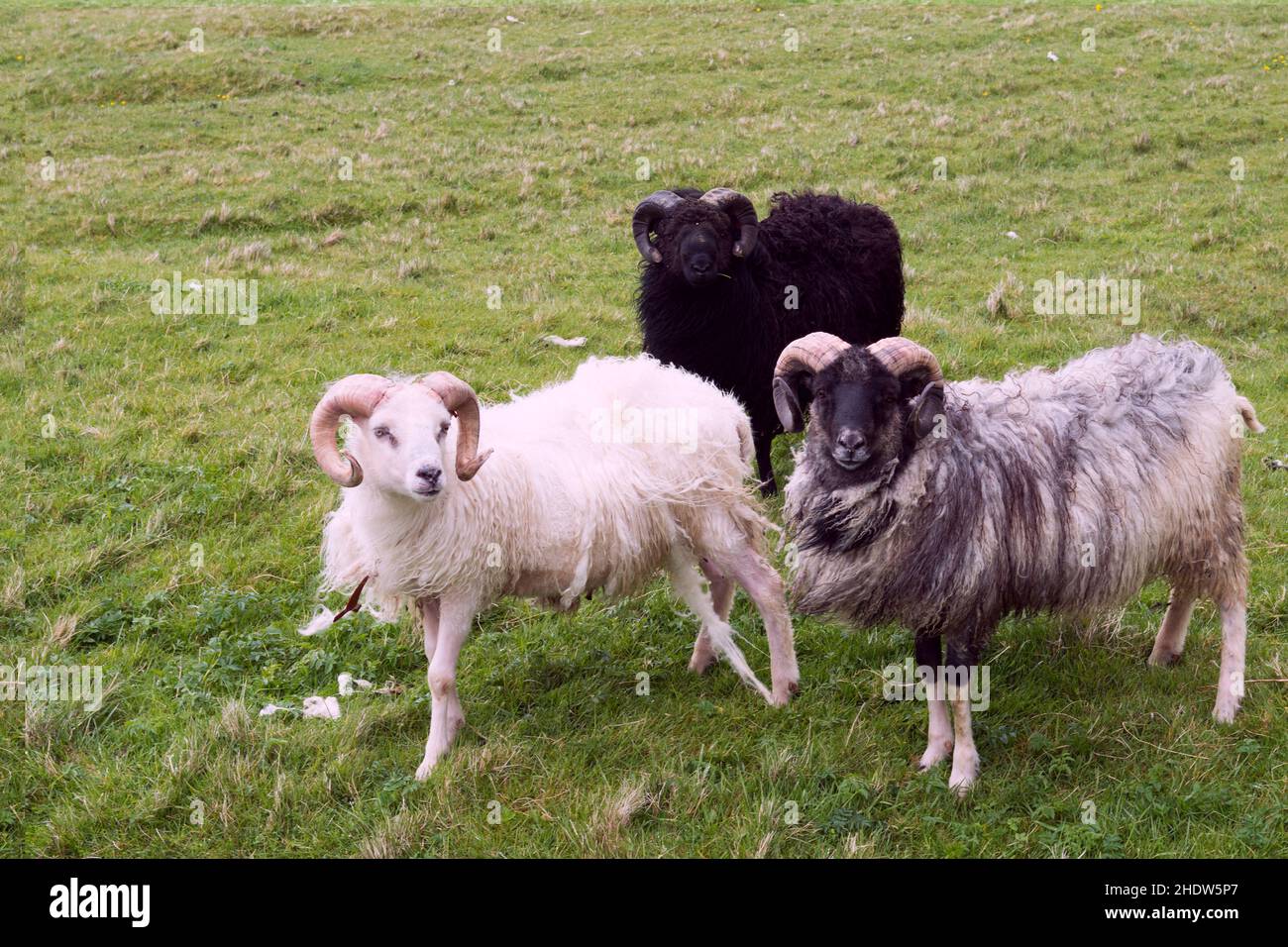 3 three sheep standing hi-res stock photography and images - Alamy