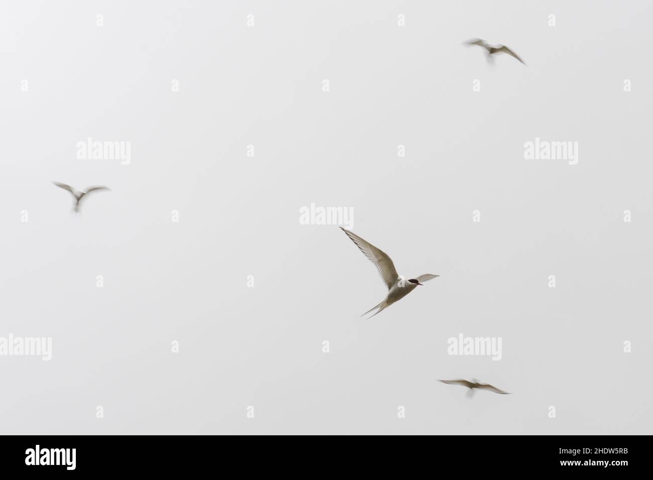 flying, tern, Arctic tern, fly, to fly Stock Photo - Alamy