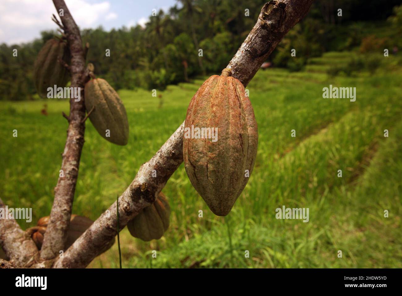 cocoa fruit, cocoa tree, cacao, cocoa fruits, cacao trees Stock Photo ...