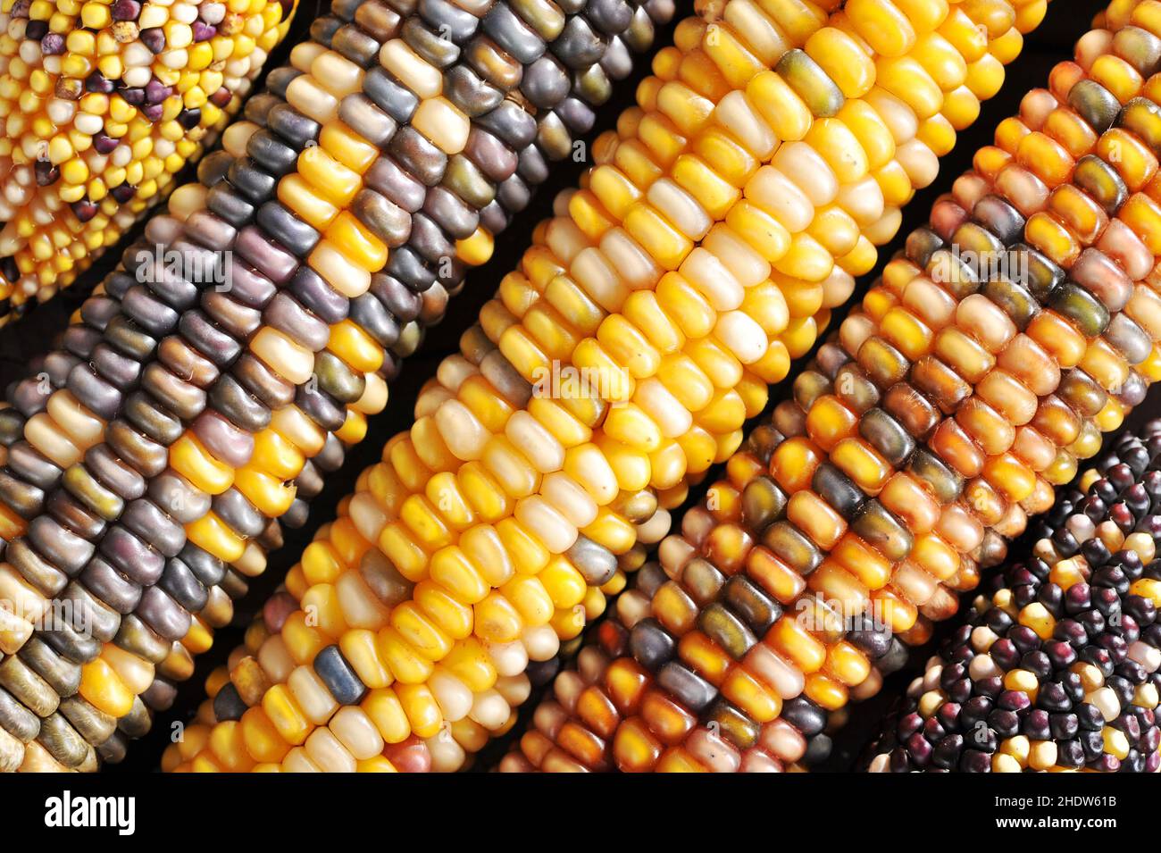 maize cob, maize, corn on the cobs, corn crops Stock Photo - Alamy