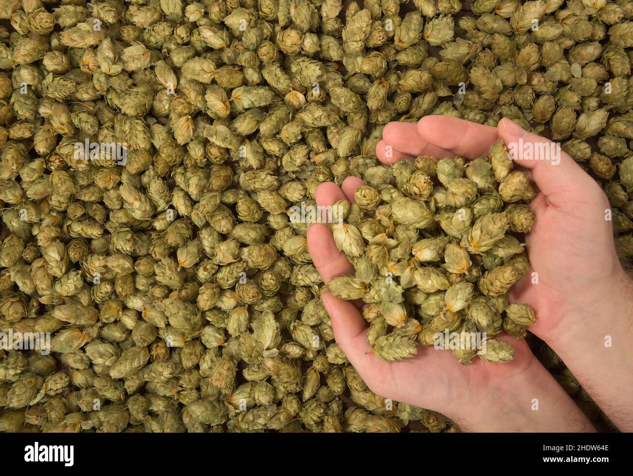 hop, harvest, hops, harvests Stock Photo - Alamy