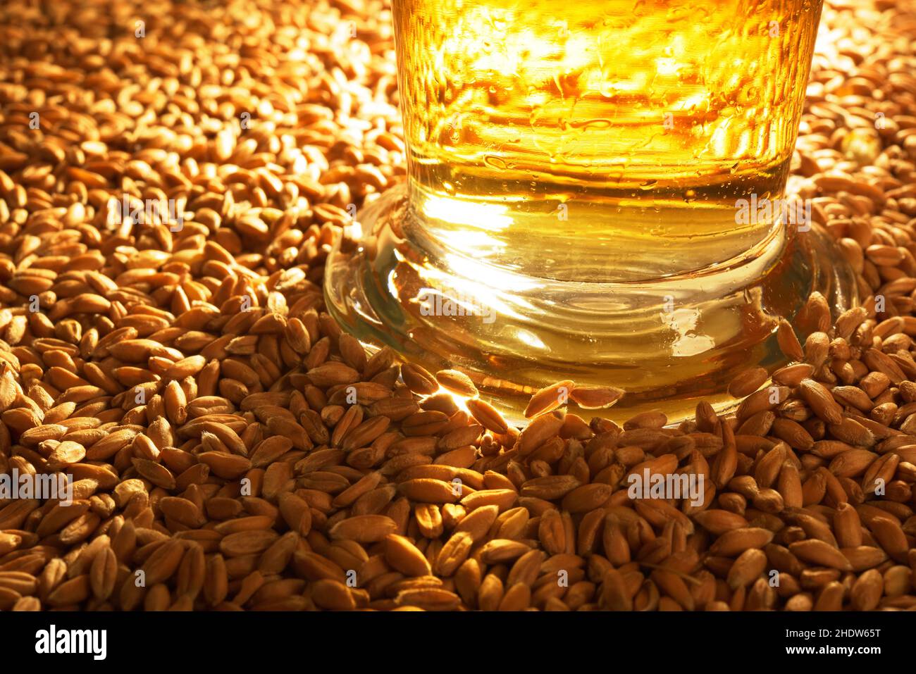 beer, golden, cereal grains, beers, goldens, cereal grain Stock Photo ...
