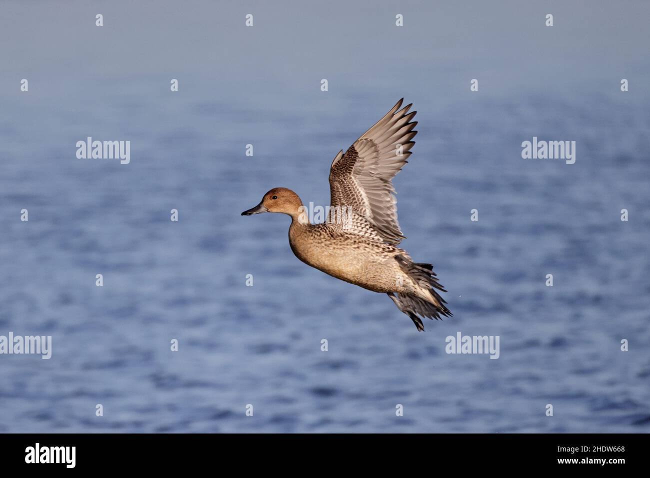 Northern Pintail Duck Flying