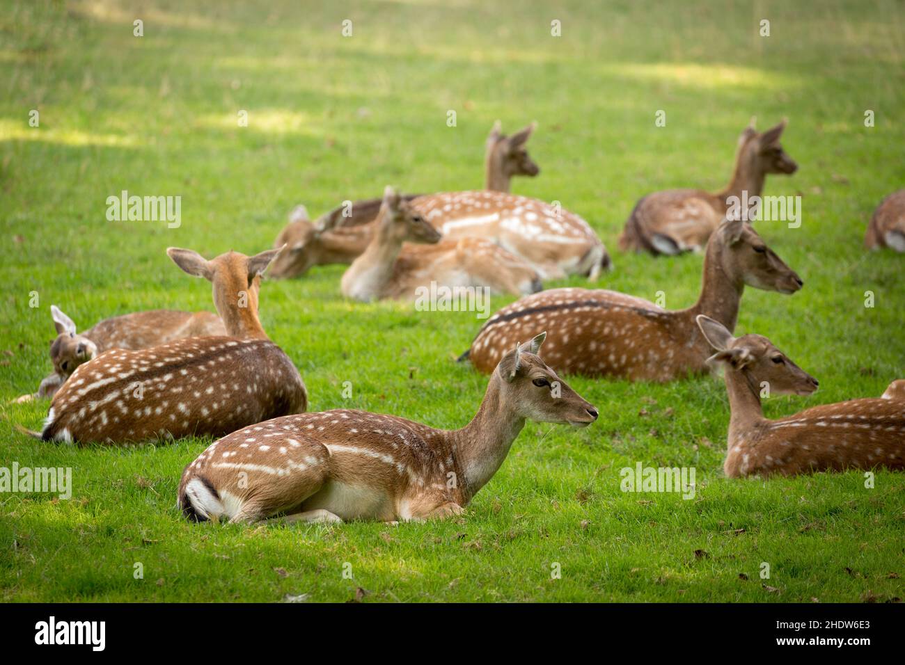 Roe deers resting hi-res stock photography and images - Alamy