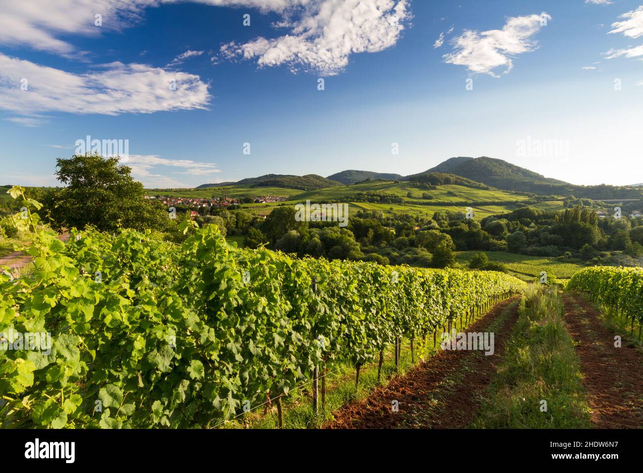 rhineland-palatinate, wine-growing region, rhineland-palatinates, wine ...