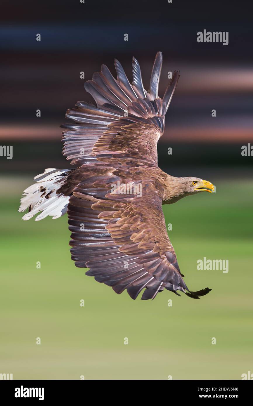 Eagle with vertical wings hi-res stock photography and images - Alamy