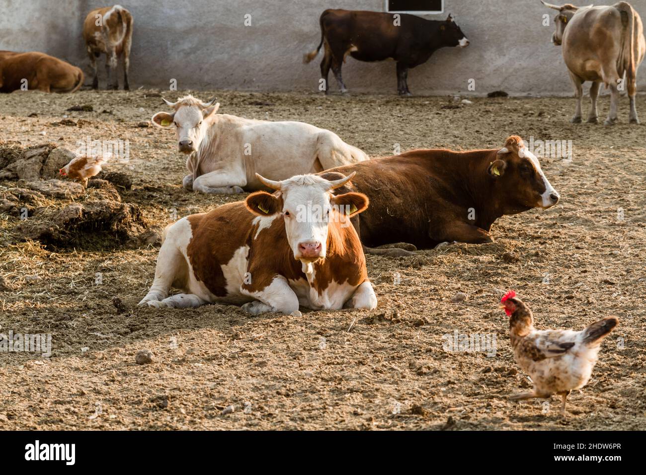farm, cows, chicken, farms, homestead, cow, chickens Stock Photo - Alamy
