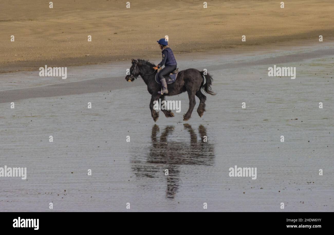 Mid air pony on the beach Stock Photo - Alamy