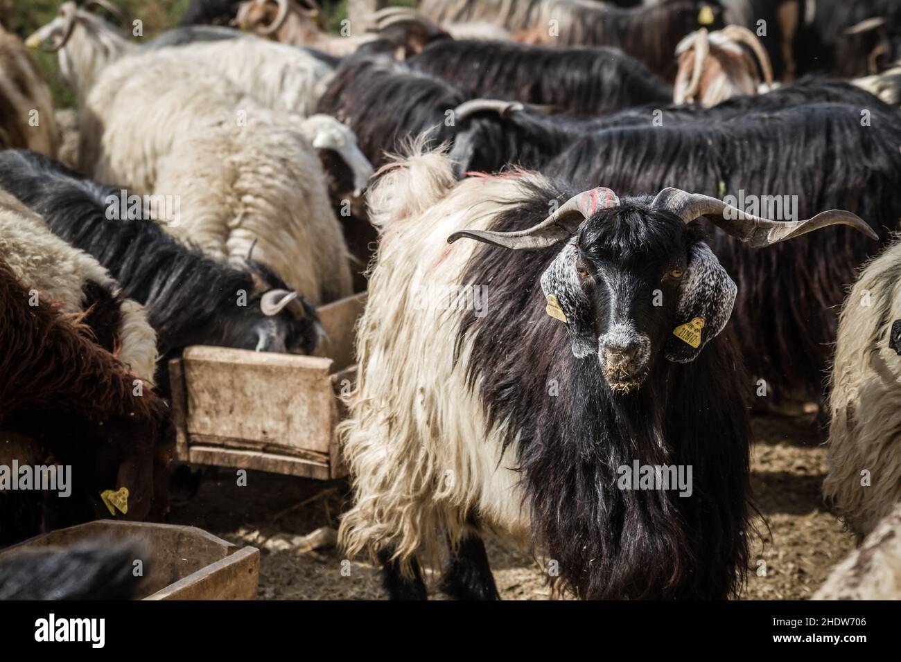 goat, goat herd, goats, goat herds Stock Photo - Alamy