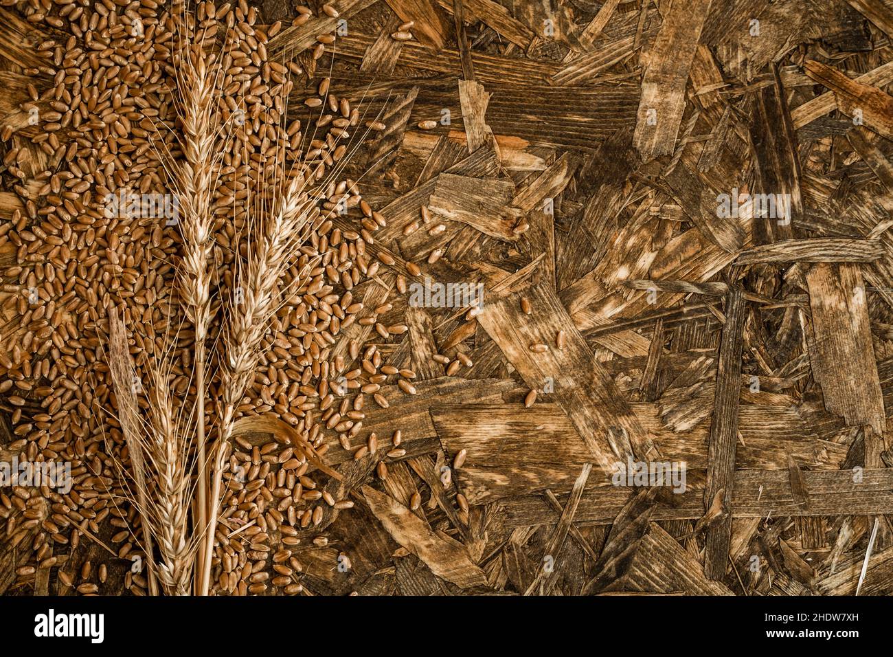 texture, wheat ears, wheat grains, textures, wheat ear, wheat grain ...