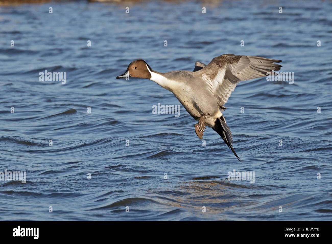 Male Northern Pintail in flight at Slimbridge WWT Gloucestershire UK ...