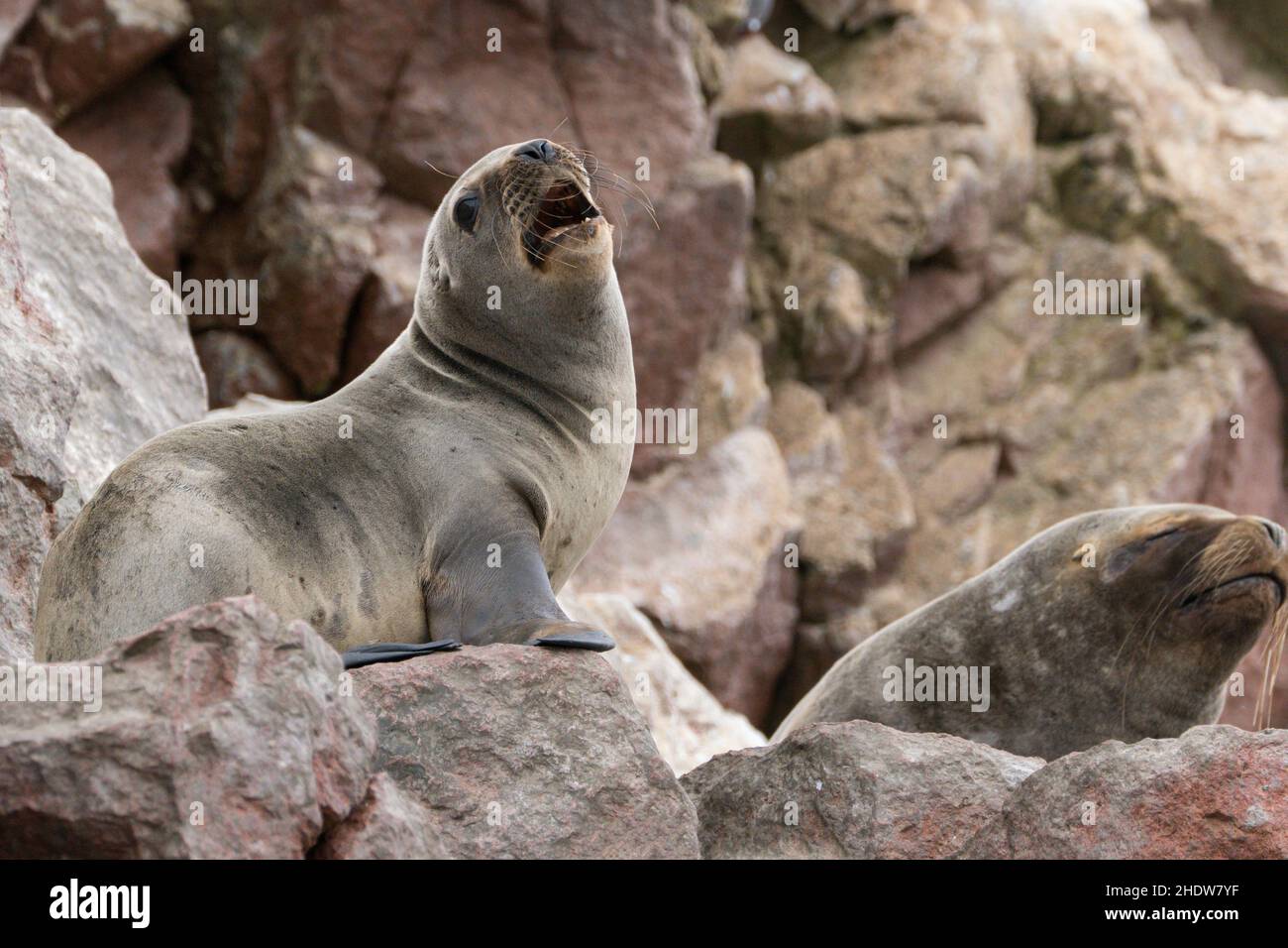 Crying lion hi-res stock photography and images - Alamy