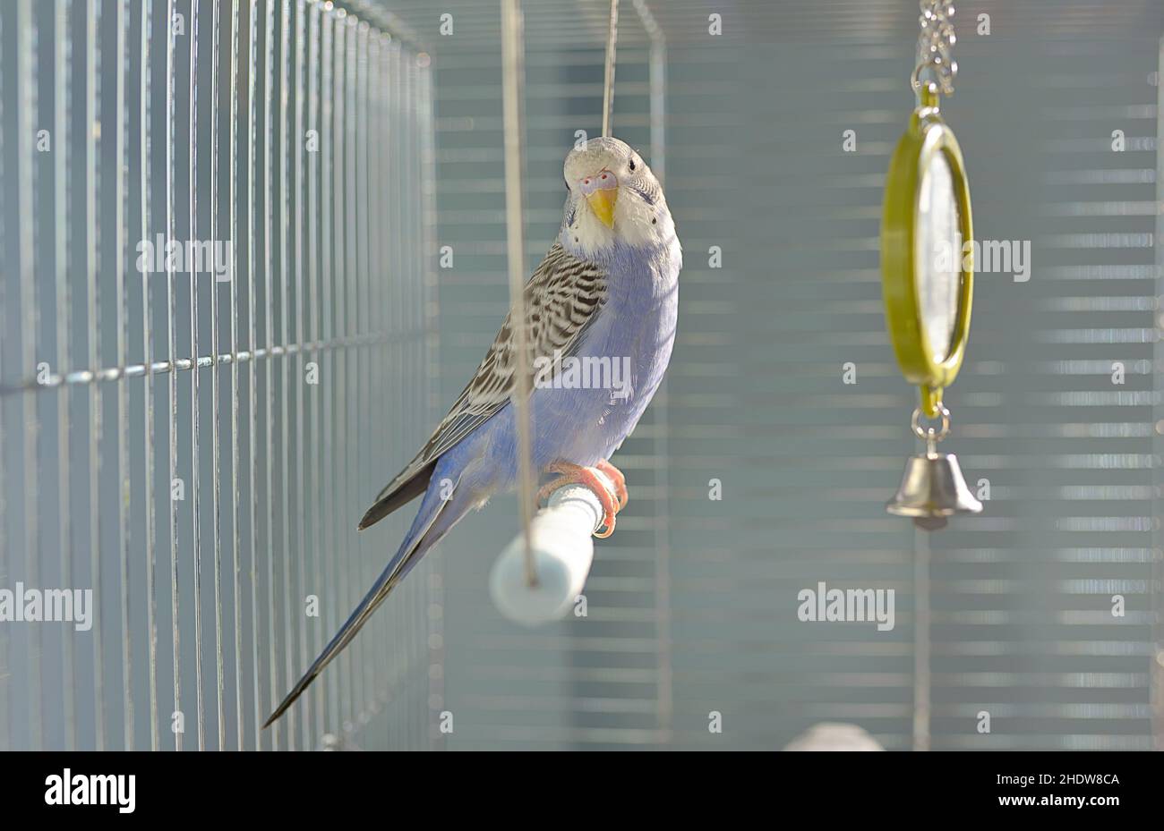 Budgerigar mirror hi-res stock photography and images - Alamy