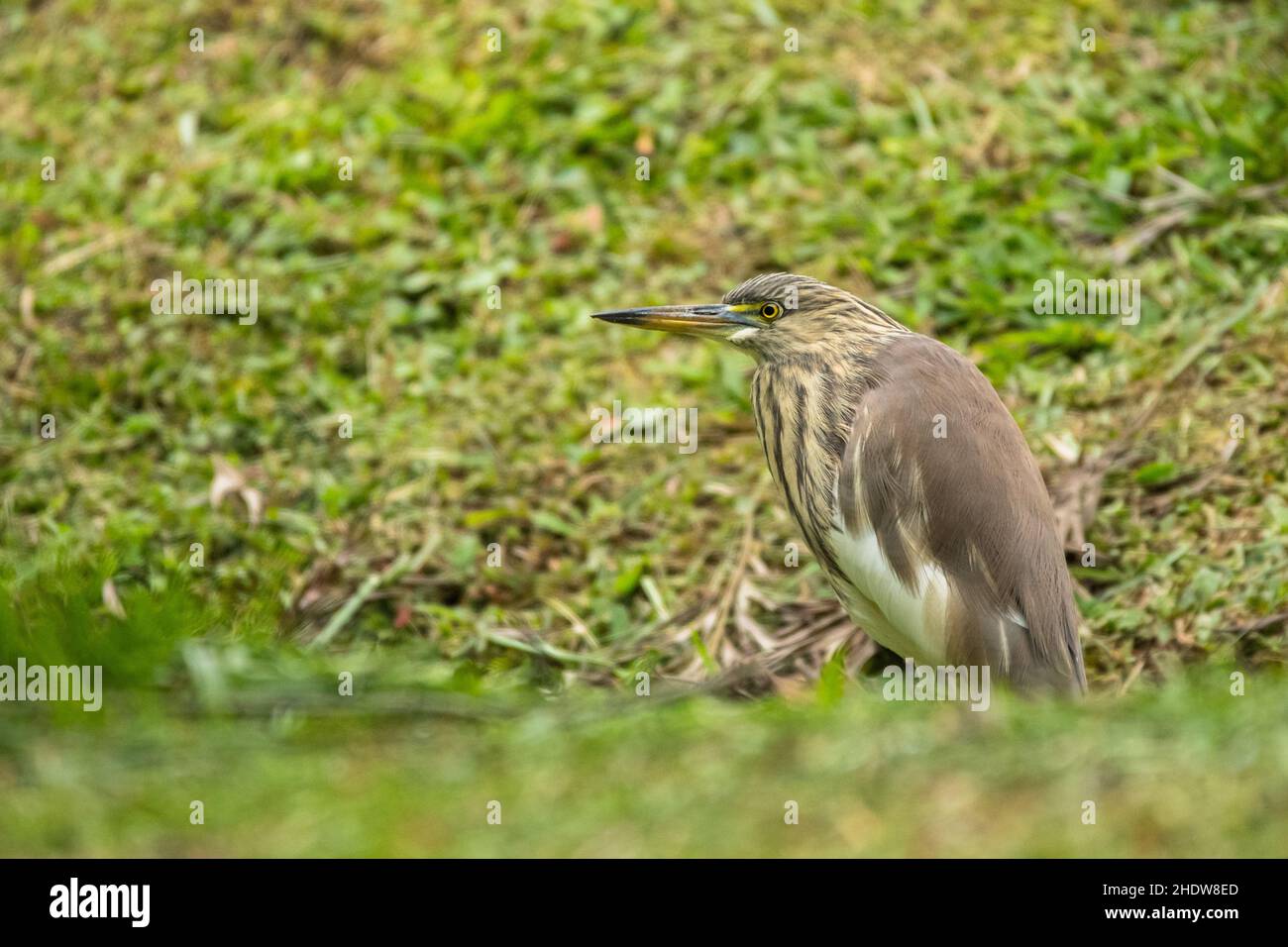 Chinese pond heron hi-res stock photography and images - Alamy