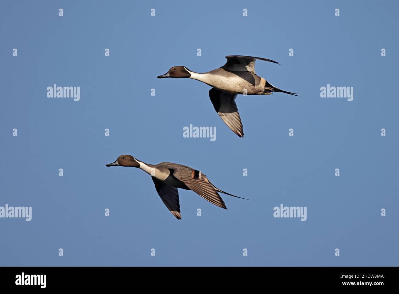 Flying pintail hi-res stock photography and images - Alamy