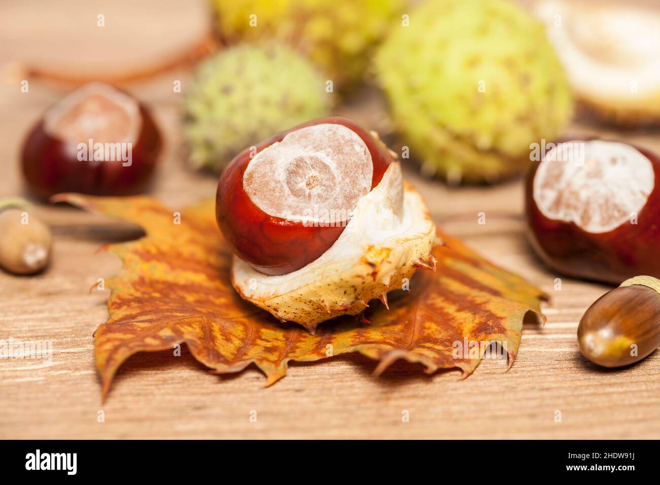 season, chestnut tree, acorn, seasons, chestnut trees, acorns Stock ...