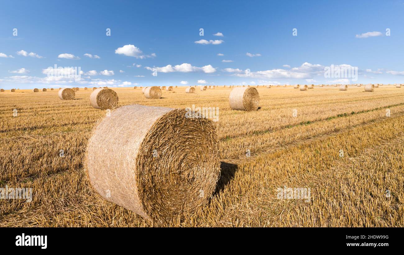 agriculture, straw bales, hay harvest, agricultures, straw bale, hay ...