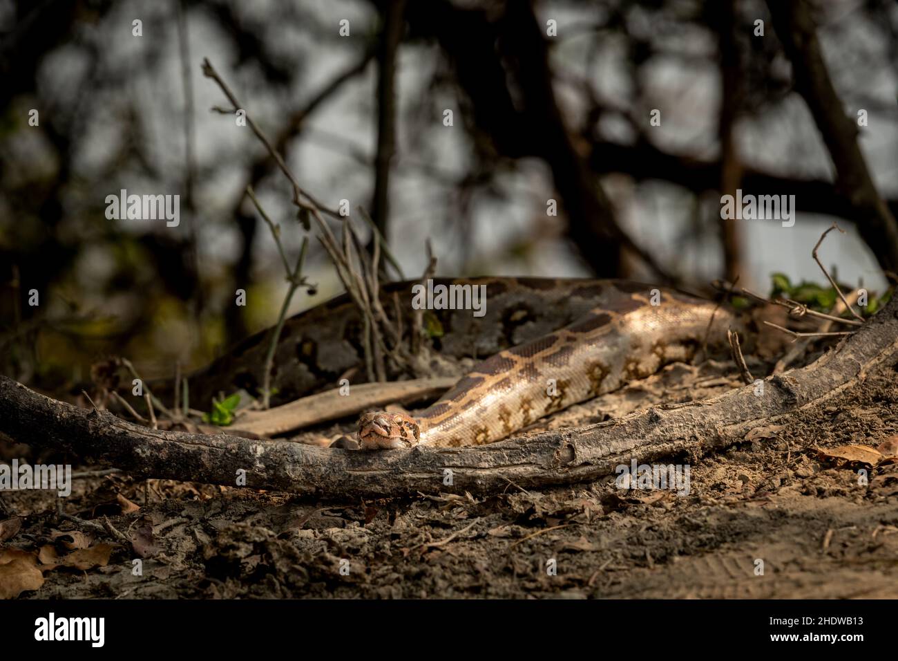Python molurus or Indian rock python basking in sun light during ...