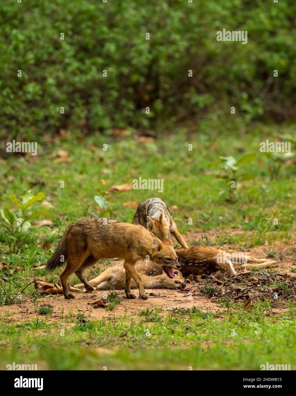 golden jackal or Indian jackal or Canis aureus indicus pair with spotted deer kill and one of ...