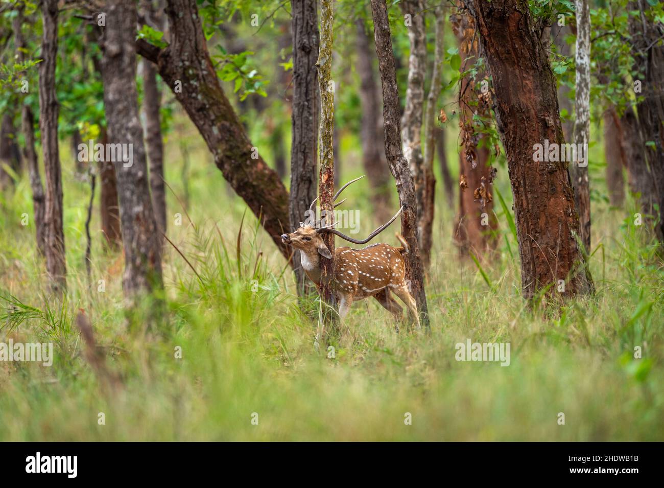 Deer Rubbing On My Trees