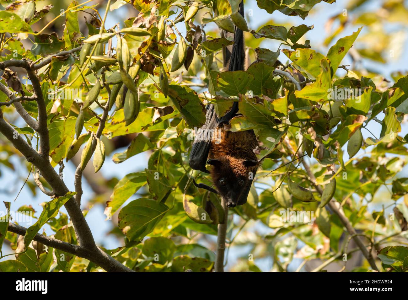 close up of indian flying fox or greater indian fruit bat hanging on ...