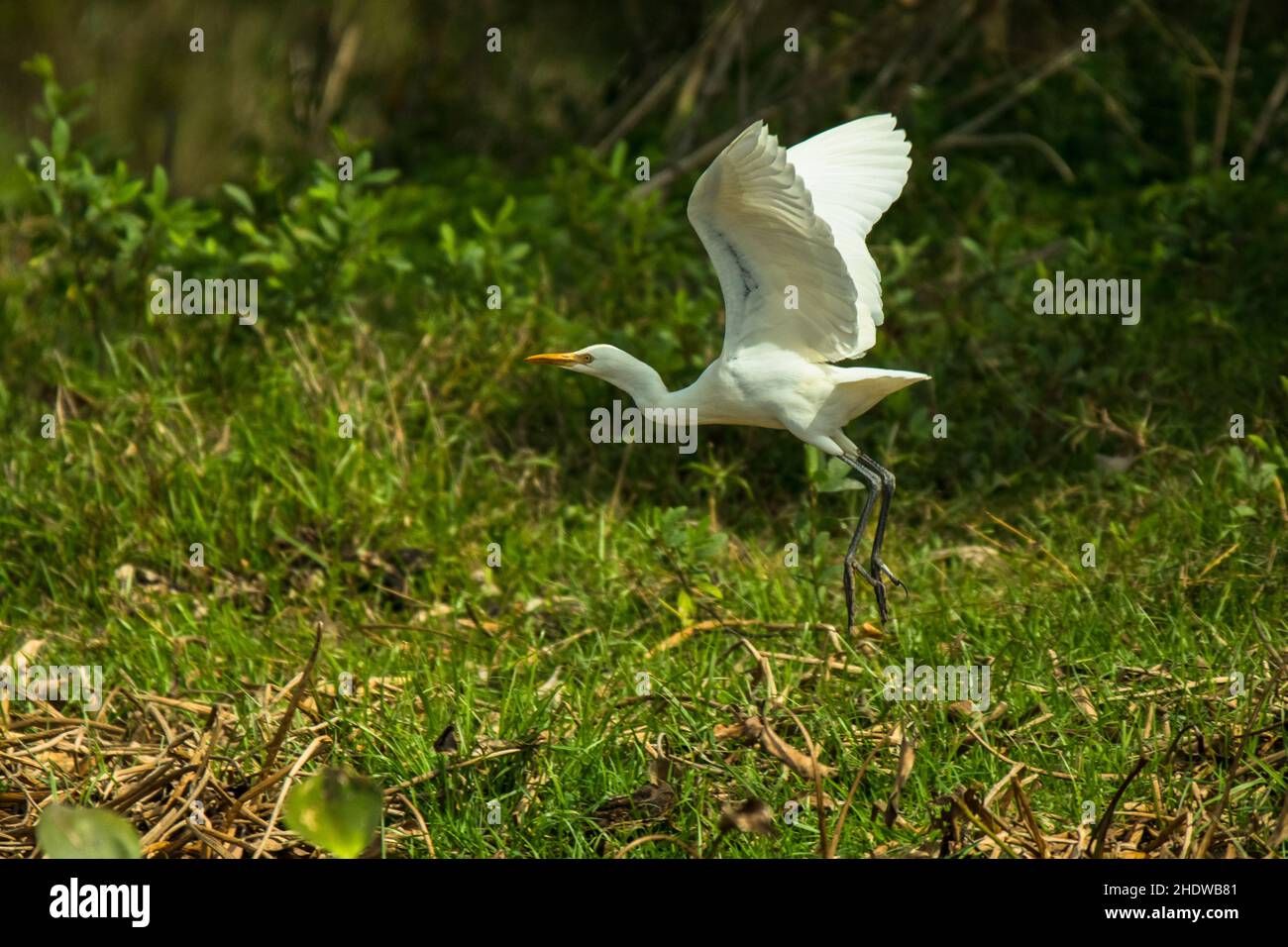 Ardea intermedia asia hi-res stock photography and images - Alamy