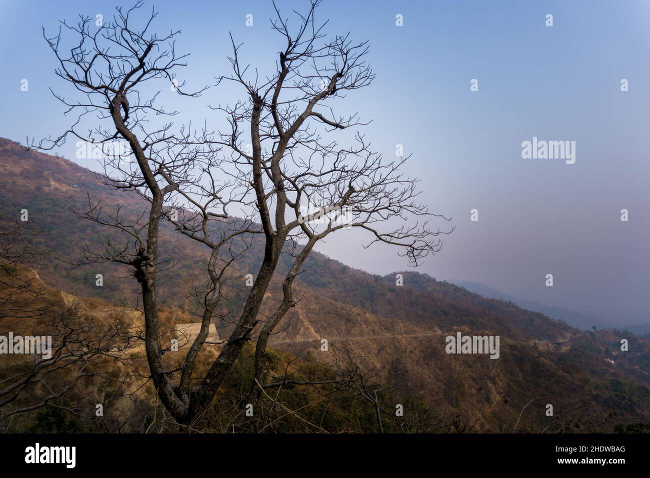Tree without leaves hi-res stock photography and images - Alamy