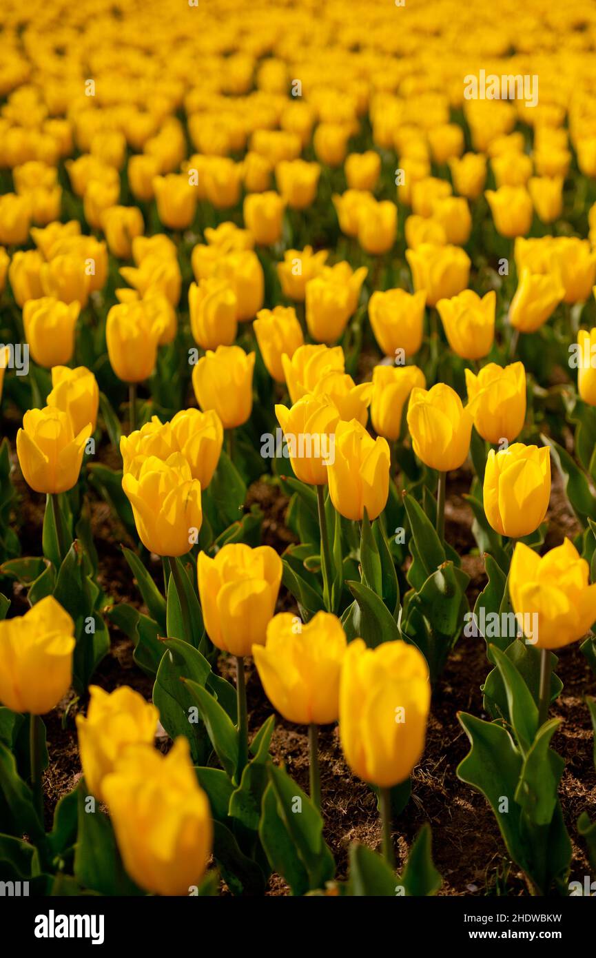 tullips, flower cultivation, tulip, flower cultivations Stock Photo - Alamy