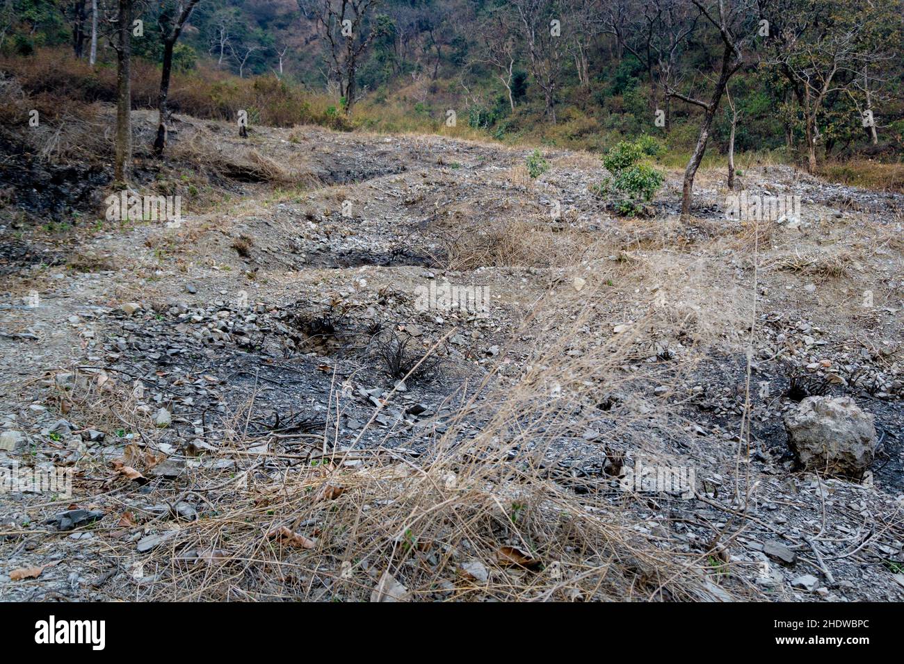 A scene post jungle fire on the mountain forest. Burnt soil after ...