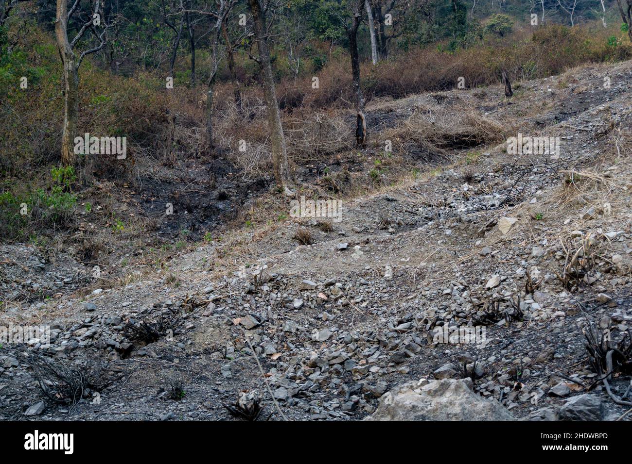 A scene post jungle fire on the mountain forest. Burnt soil after ...