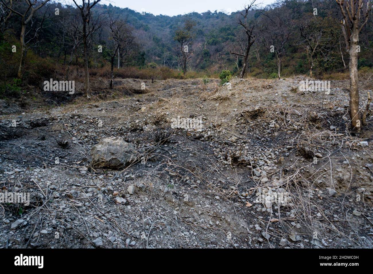 A scene post jungle fire on the mountain forest. Burnt soil after ...